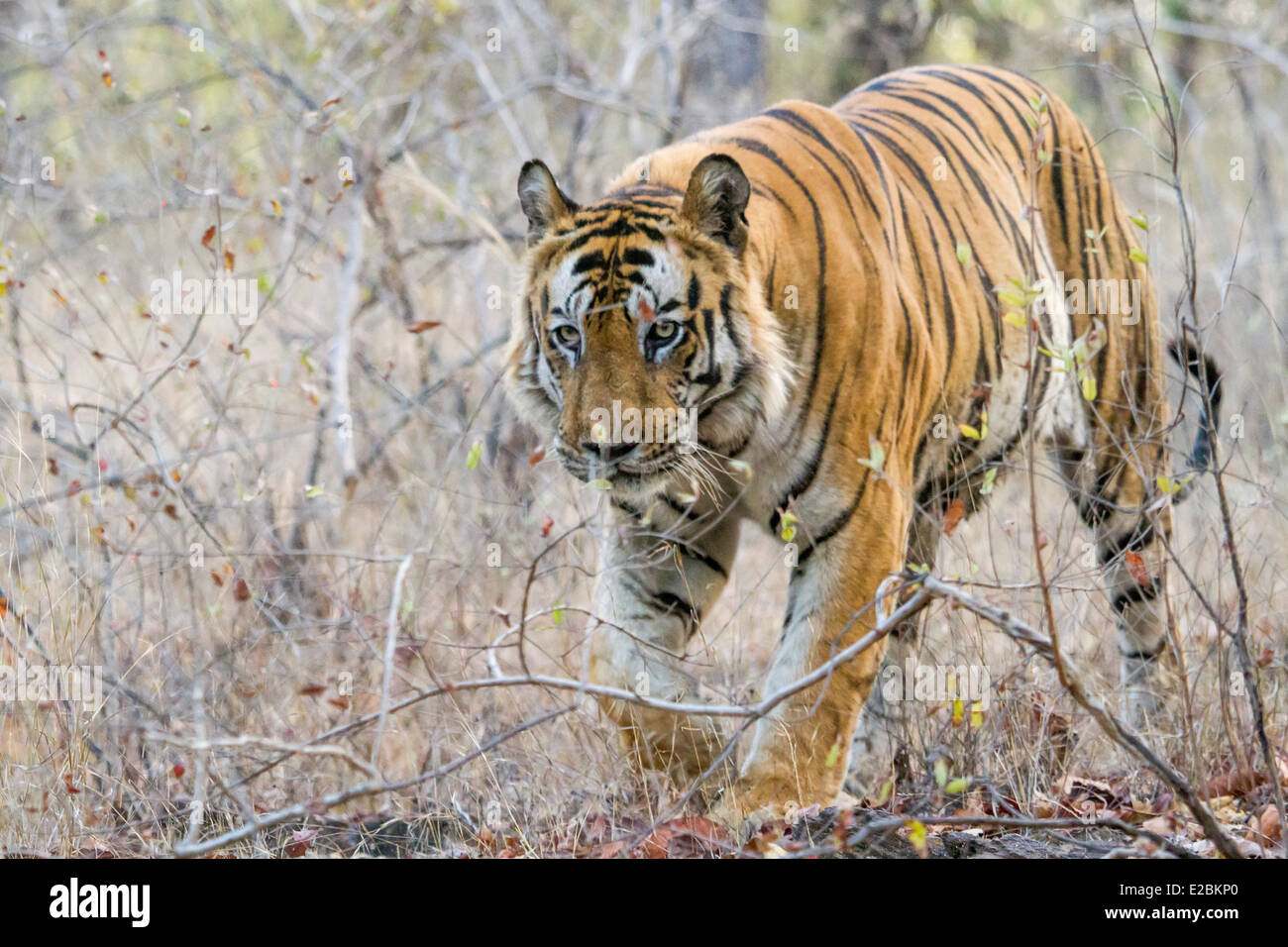 Tiger walking toward you hi-res stock photography and images - Alamy