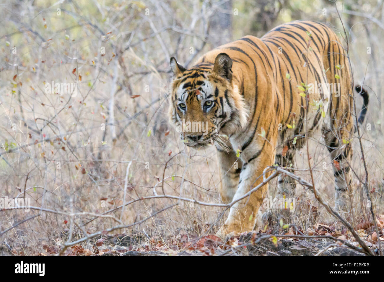 Tiger walking toward you hi-res stock photography and images - Alamy