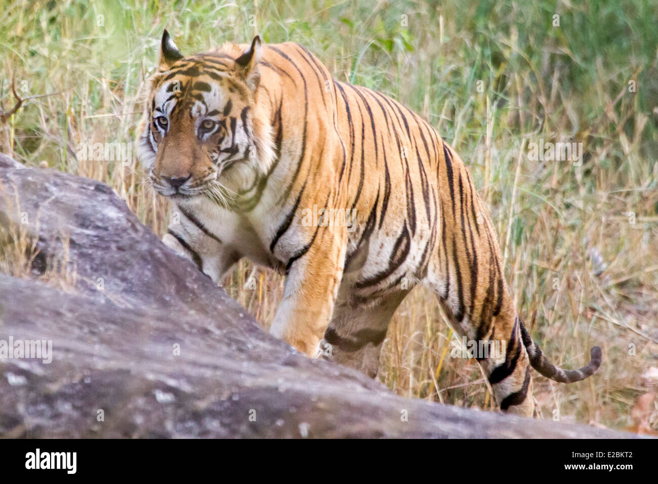 Male Tiger walking towards, in Bandhavgarh National Park Madhya Pradesh ...