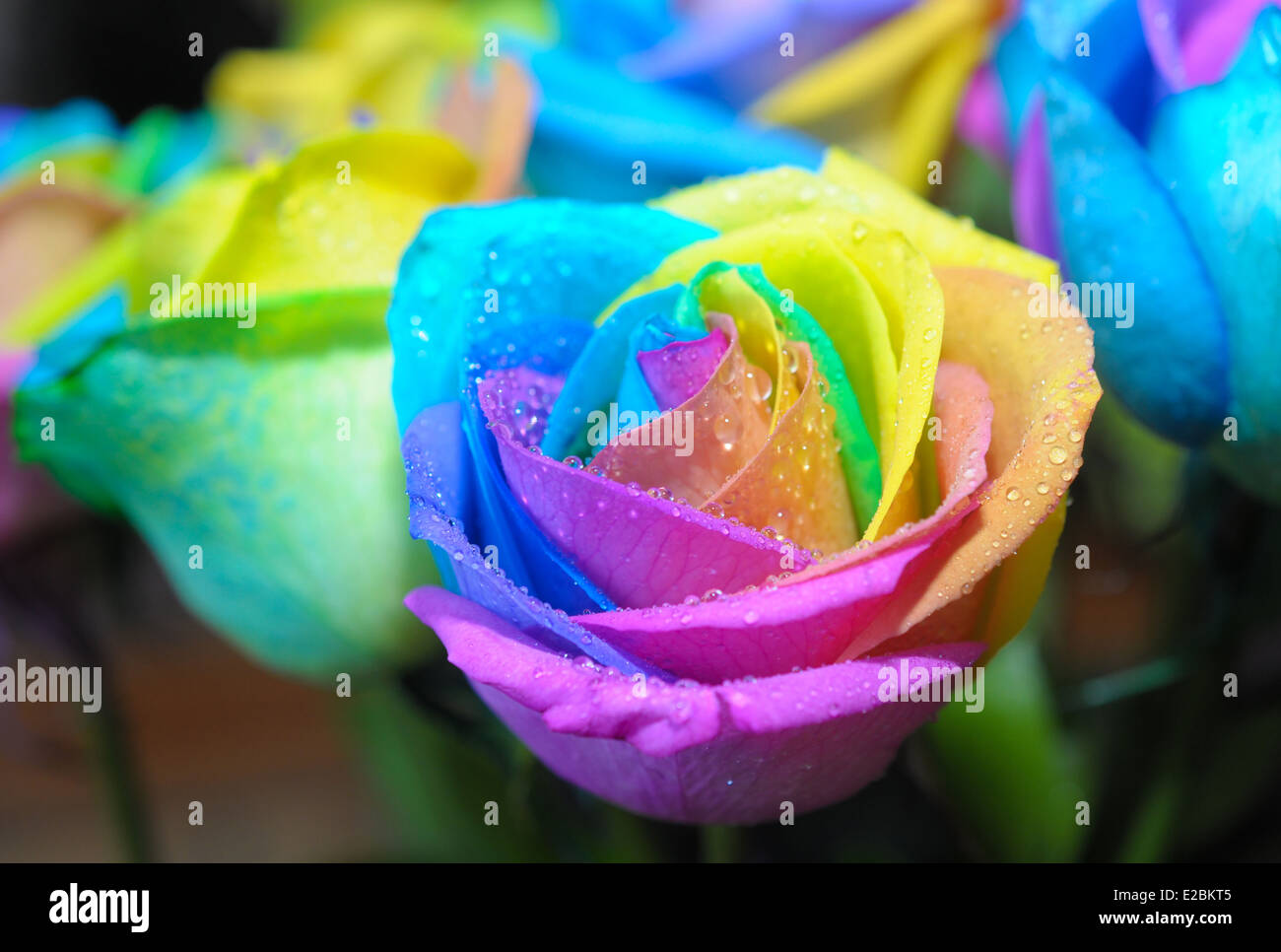 Rainbow Flower, dyed flower peddles Stock Photo - Alamy