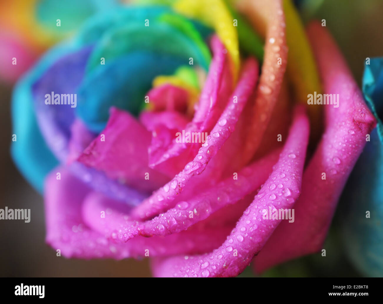 Rainbow color flowers hi-res stock photography and images - Alamy