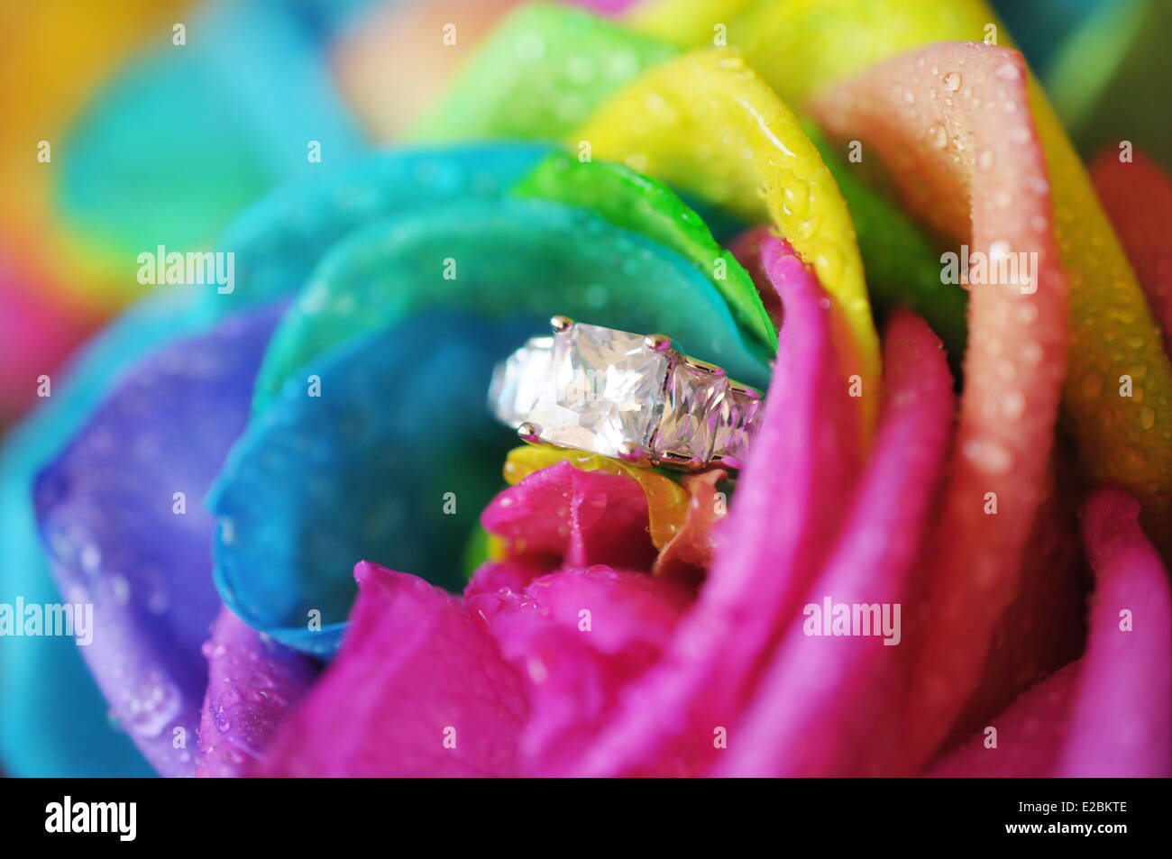 Rainbow Flower, dyed flower peddles Stock Photo - Alamy