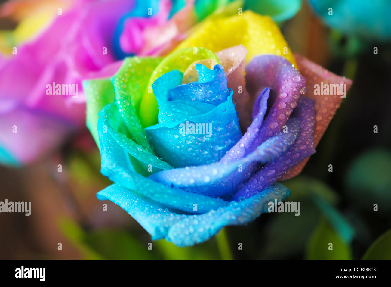 Rainbow Flower, dyed flower peddles Stock Photo - Alamy