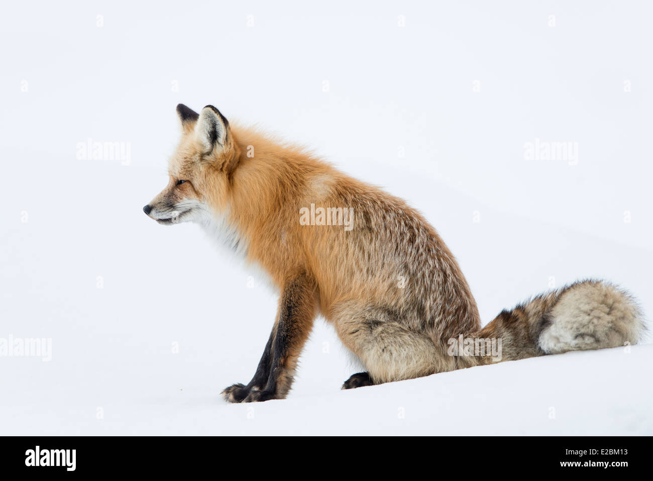 Yellowstone Red Fox High Resolution Stock Photography and Images - Alamy