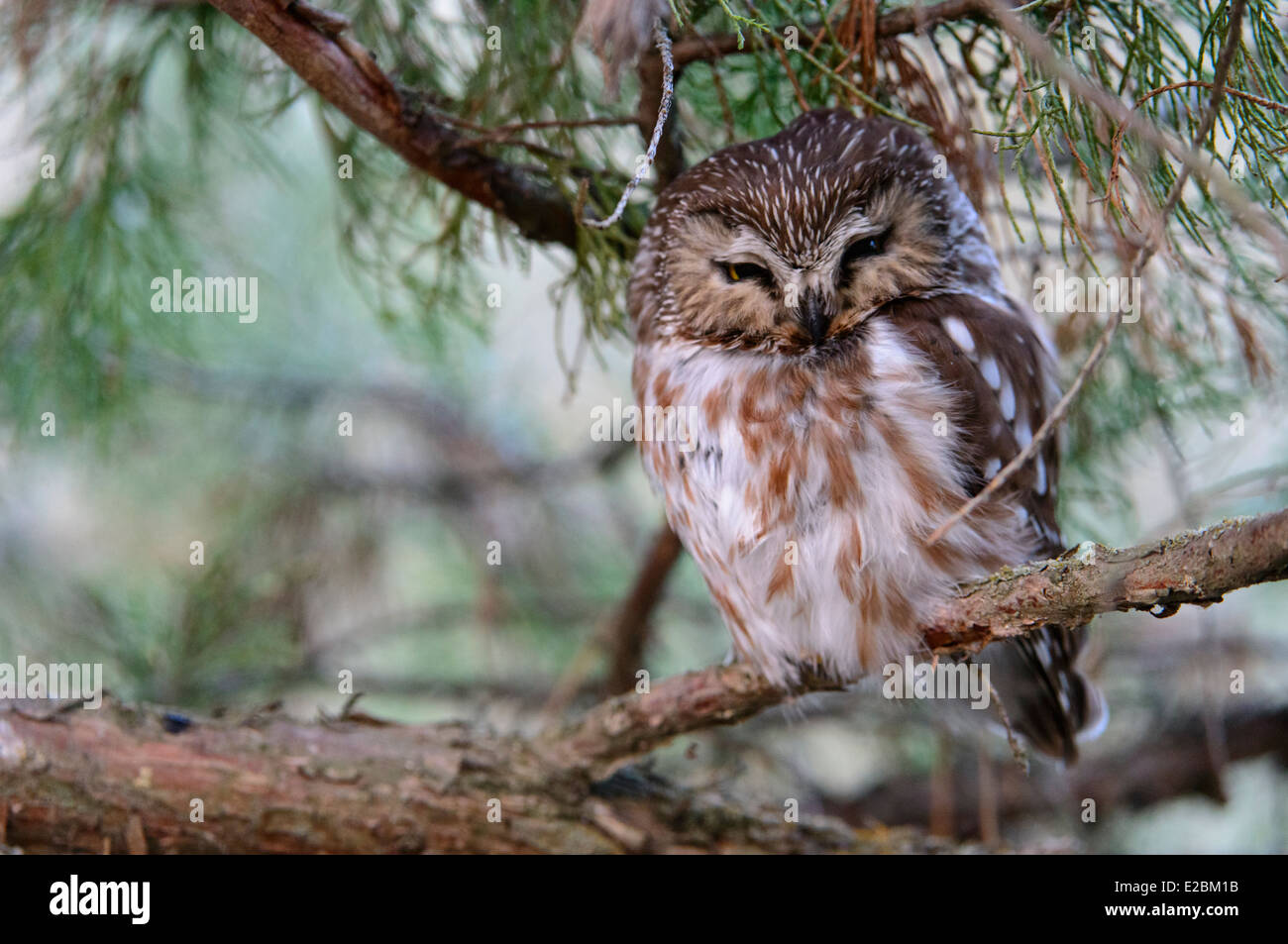Saw whet owl hi-res stock photography and images - Alamy