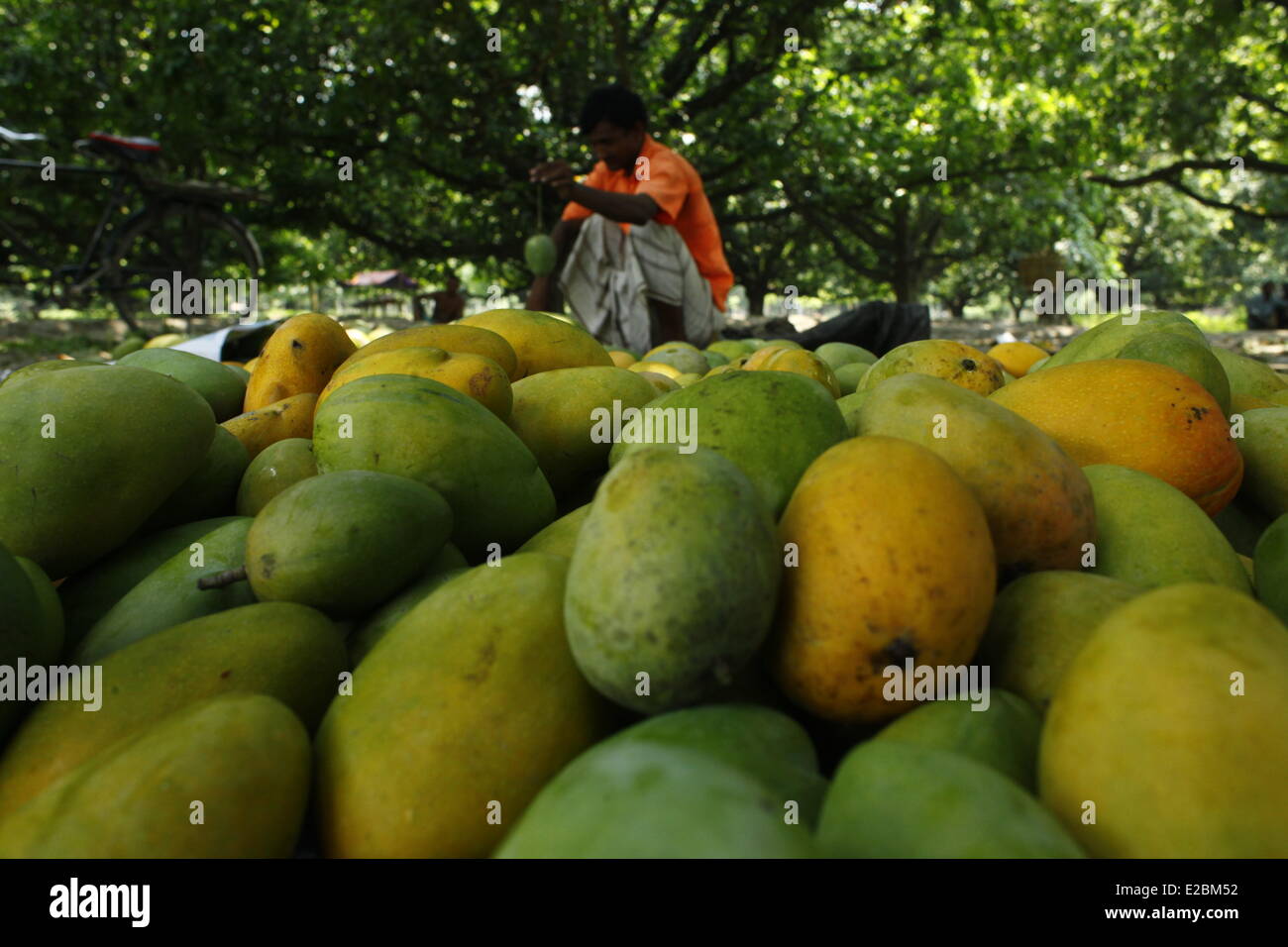 Mango garden bangladesh generally produces hi-res stock photography and ...
