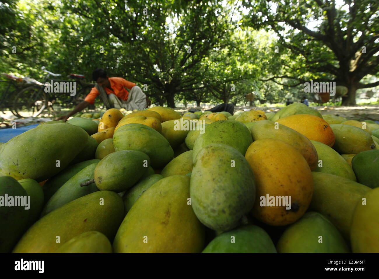 Chapainawabganj, Bangladesh, 17th June, 2014. Chapainawabganj ...