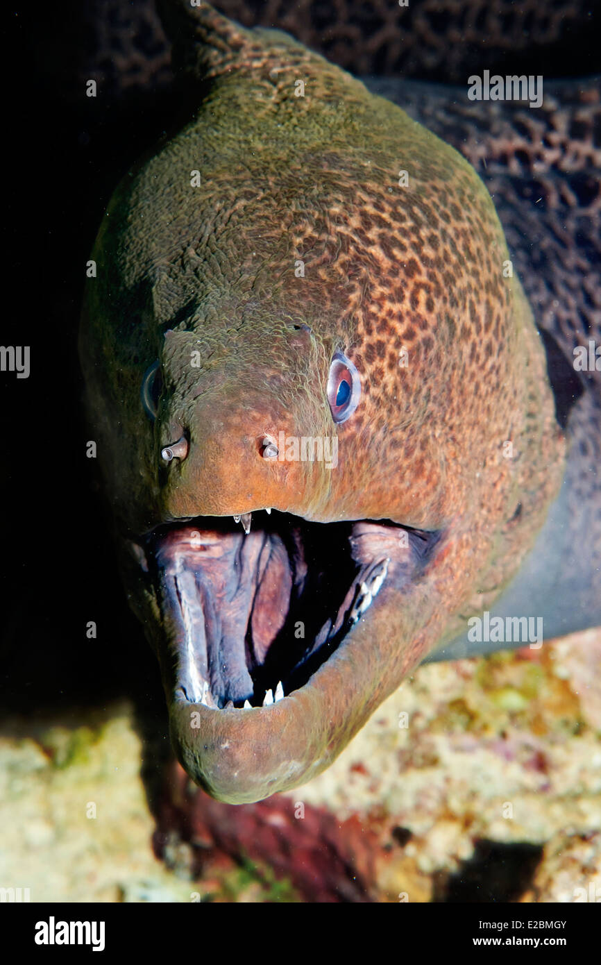 Giant moray (Gymnothorax javanicus Stock Photo - Alamy
