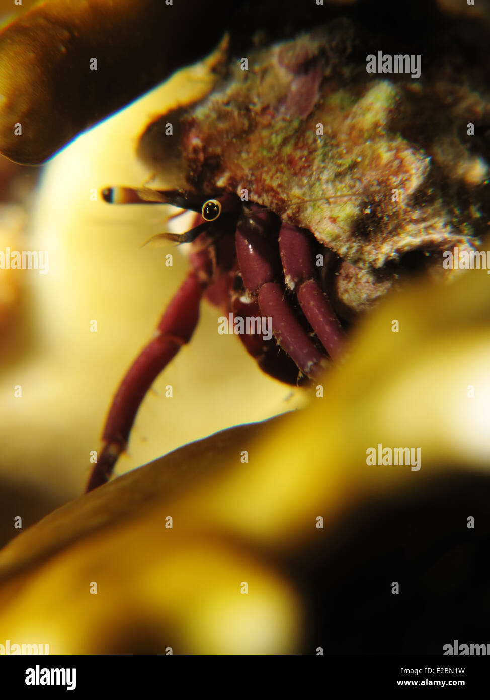 Hermit Crab on a fire coral Stock Photo - Alamy