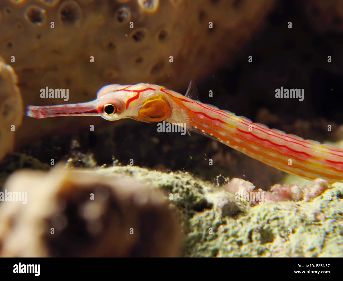 Red sea pipefish (Corythoichthys sp Stock Photo - Alamy