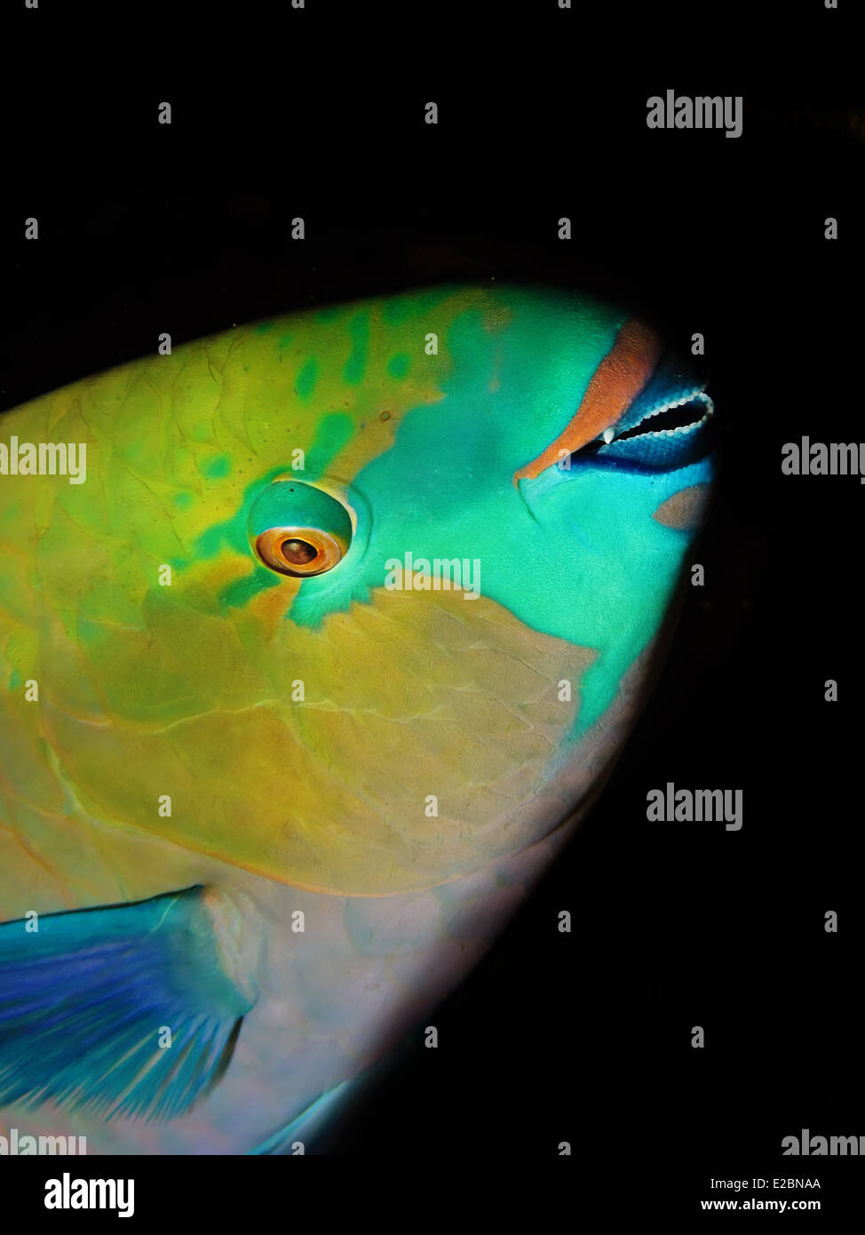 Rusty parrotfish (Scarus ferrugineus Stock Photo - Alamy