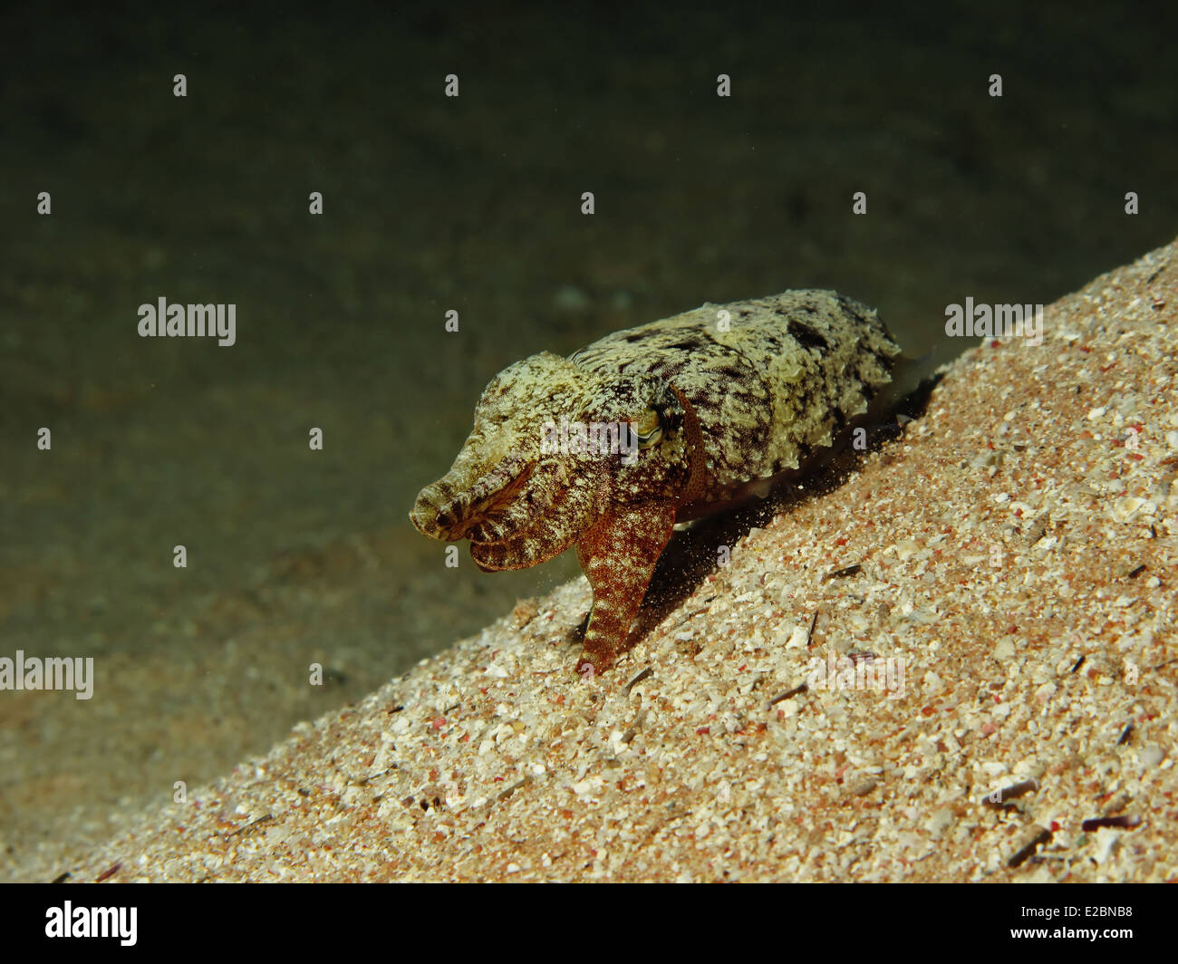 Hooded Cuttlefish (Sepia prashadi Stock Photo - Alamy
