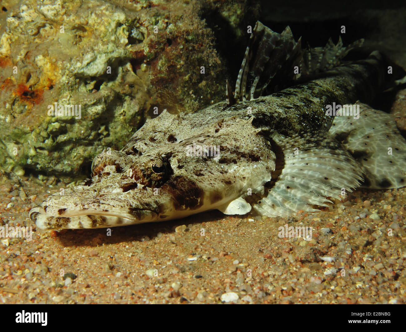 indian ocean crocodilefish (papilloculiceps longiceps Stock Photo - Alamy