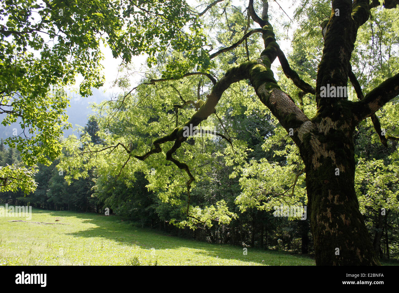 Mountain of the natural park of Chartreuse, Isere, Alps, Rhone Alpes ...