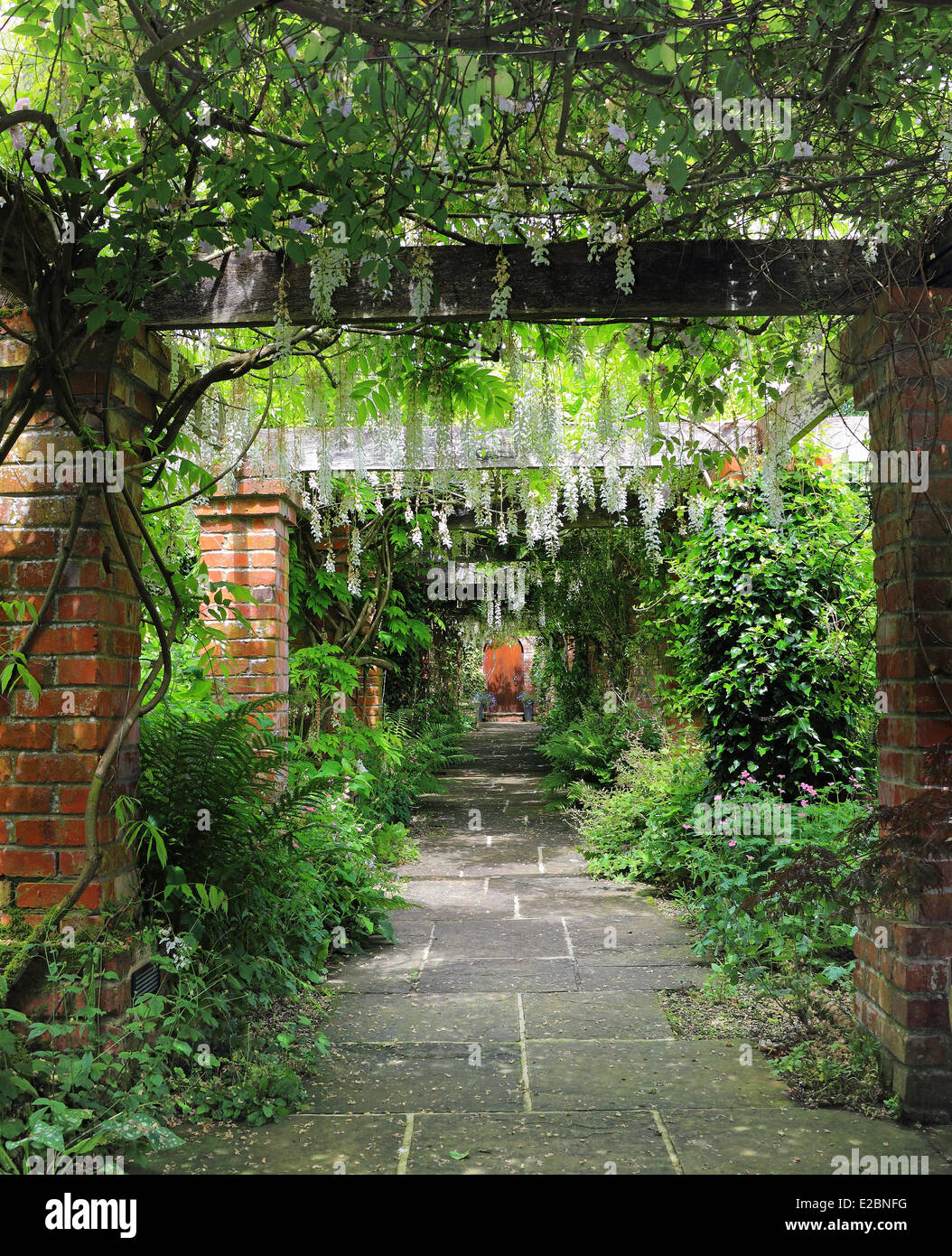 A pergola covered in Wisteria in an English garden Stock Photo - Alamy