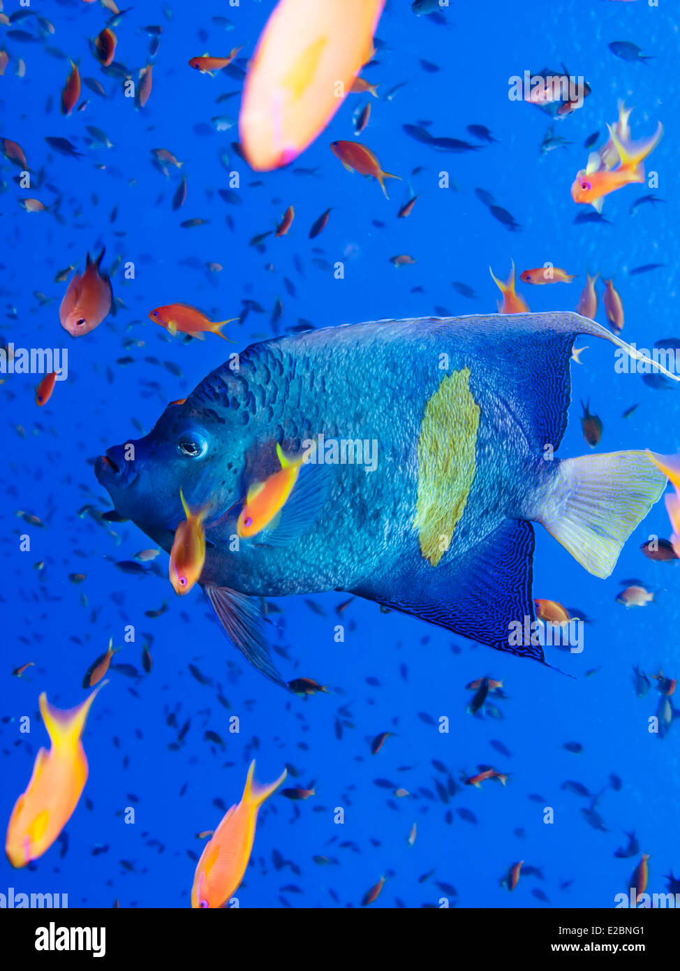 Yellowbar Angelfish (Pomacanthus maculosus Stock Photo - Alamy