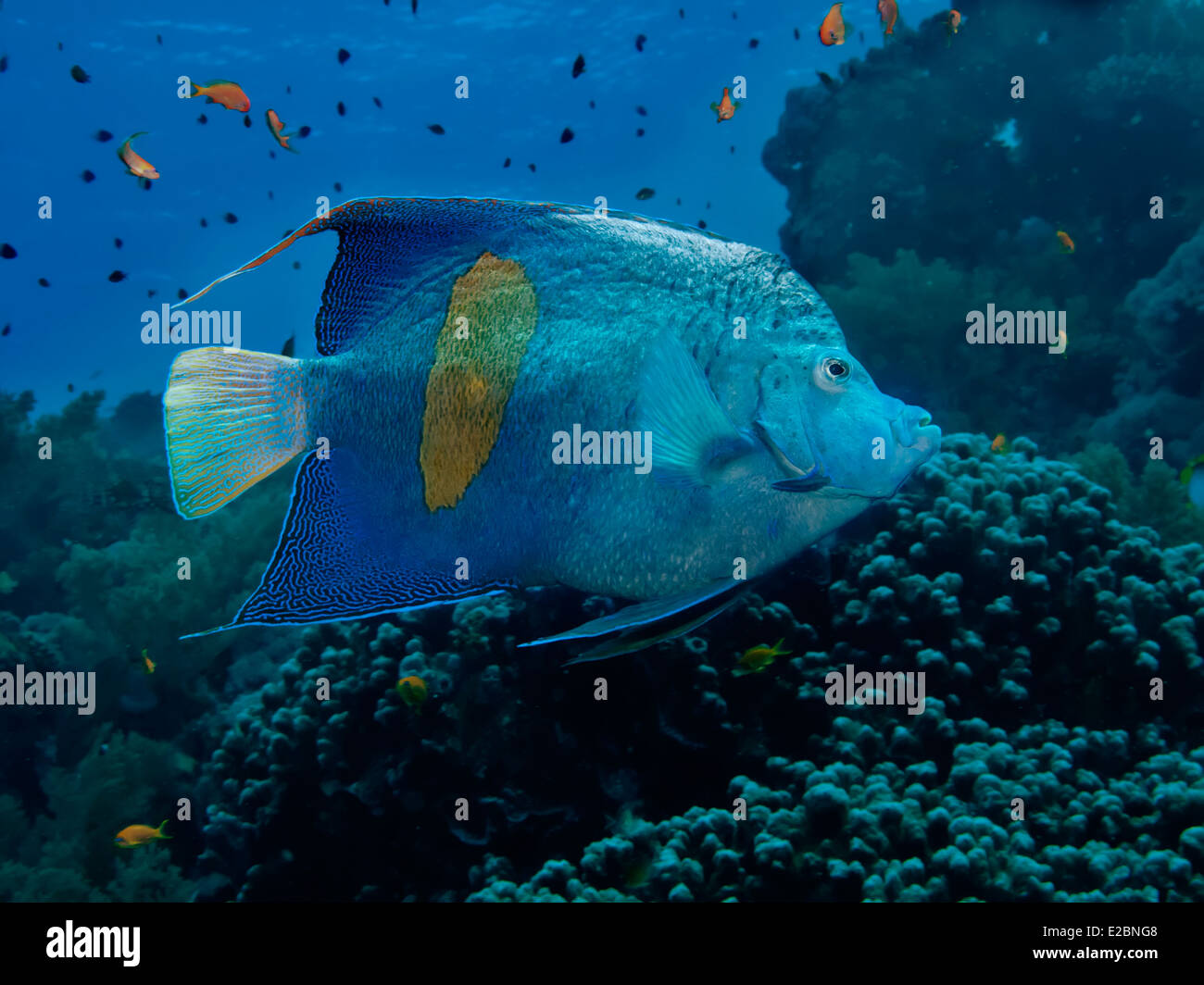 Yellowbar Angelfish (Pomacanthus maculosus Stock Photo - Alamy