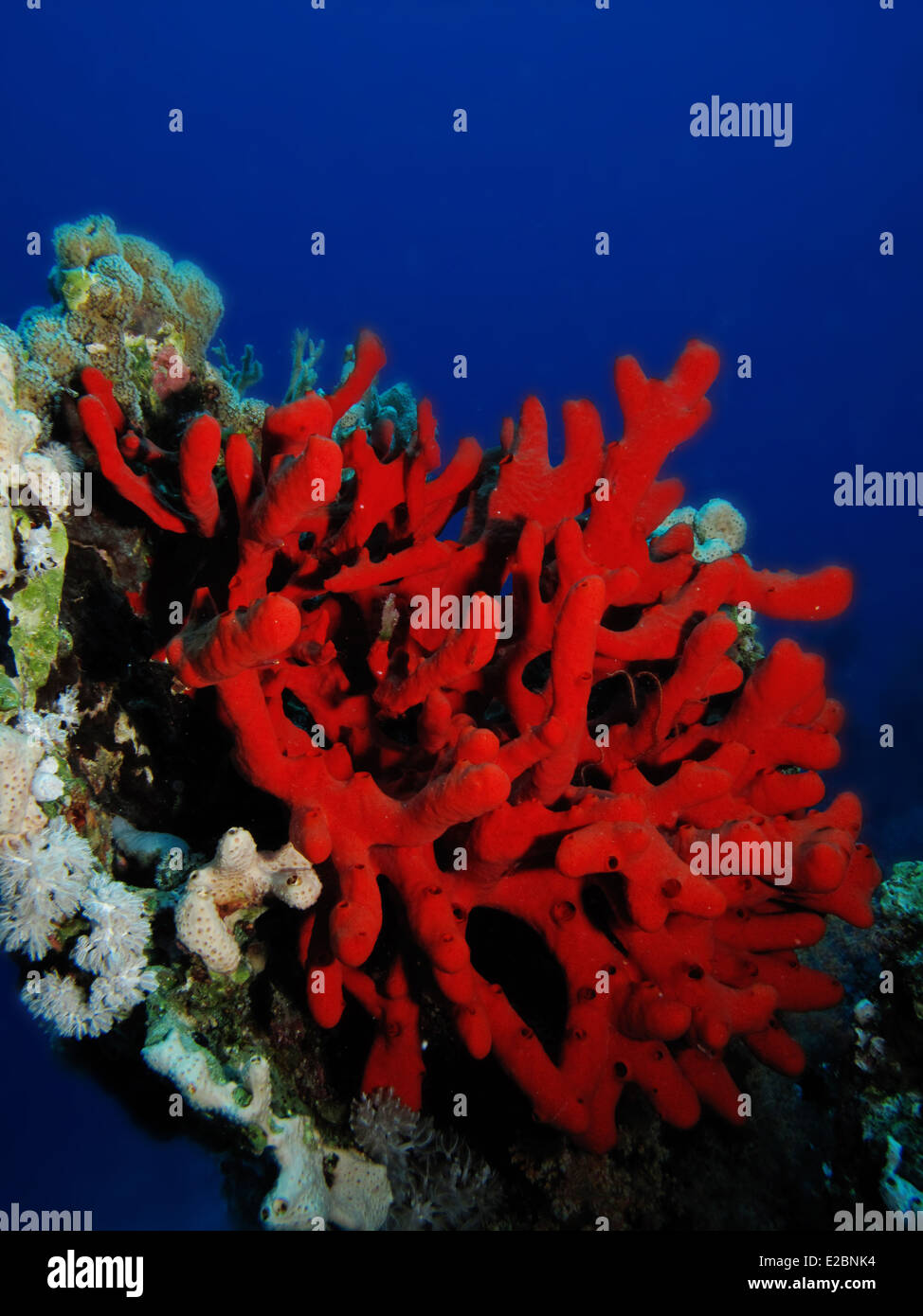 Red finger sponge Stock Photo - Alamy