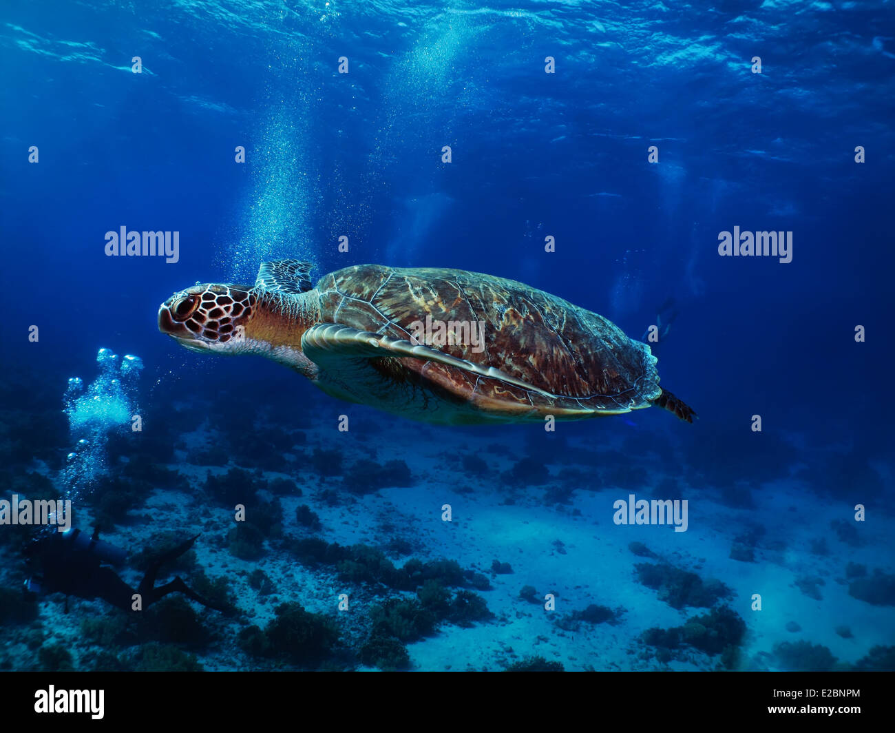 Green sea turtle. (Chelonia mydas Stock Photo - Alamy