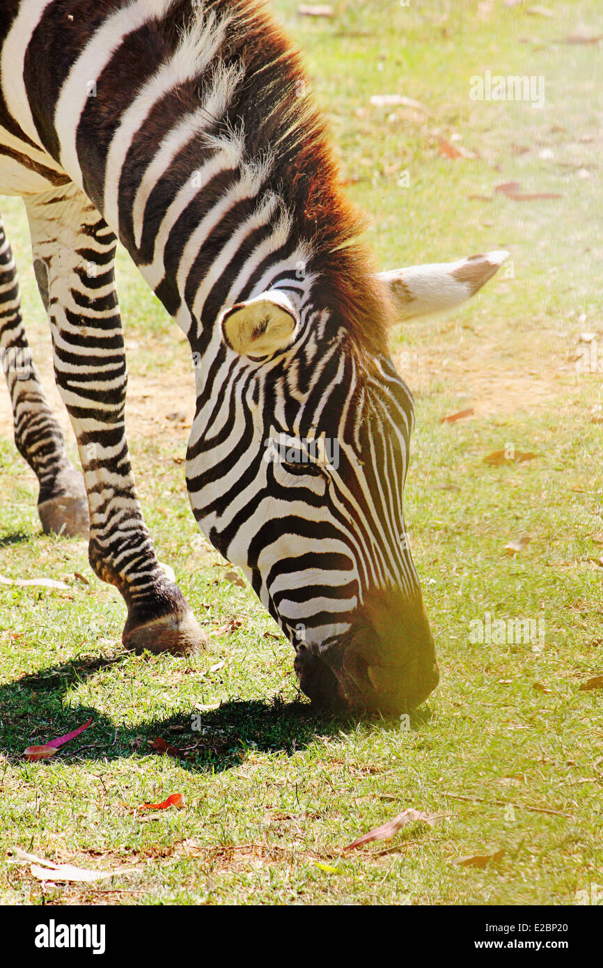 Zebra eating in the grass field Stock Photo - Alamy
