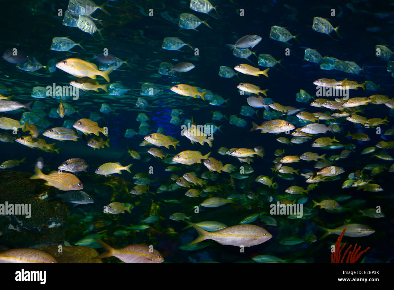 Silver snapper hi-res stock photography and images - Alamy