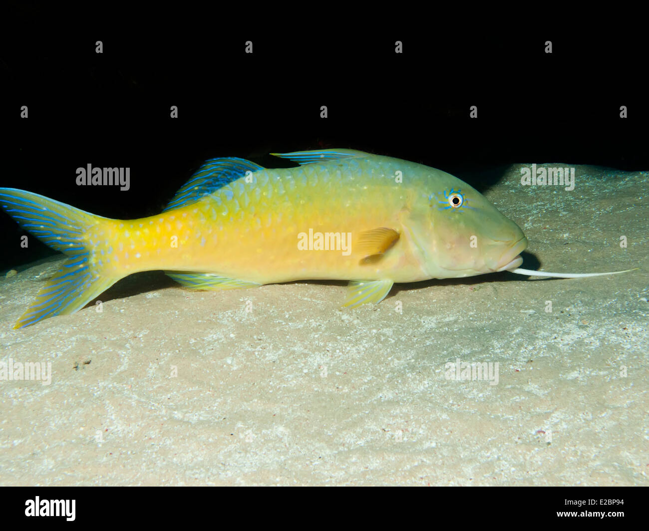 Bony Fish Scales High Resolution Stock Photography and Images - Alamy