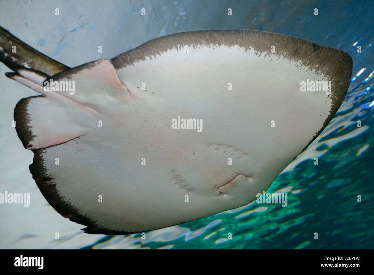White underside of male Southern Stingray swimming to the water Stock ...