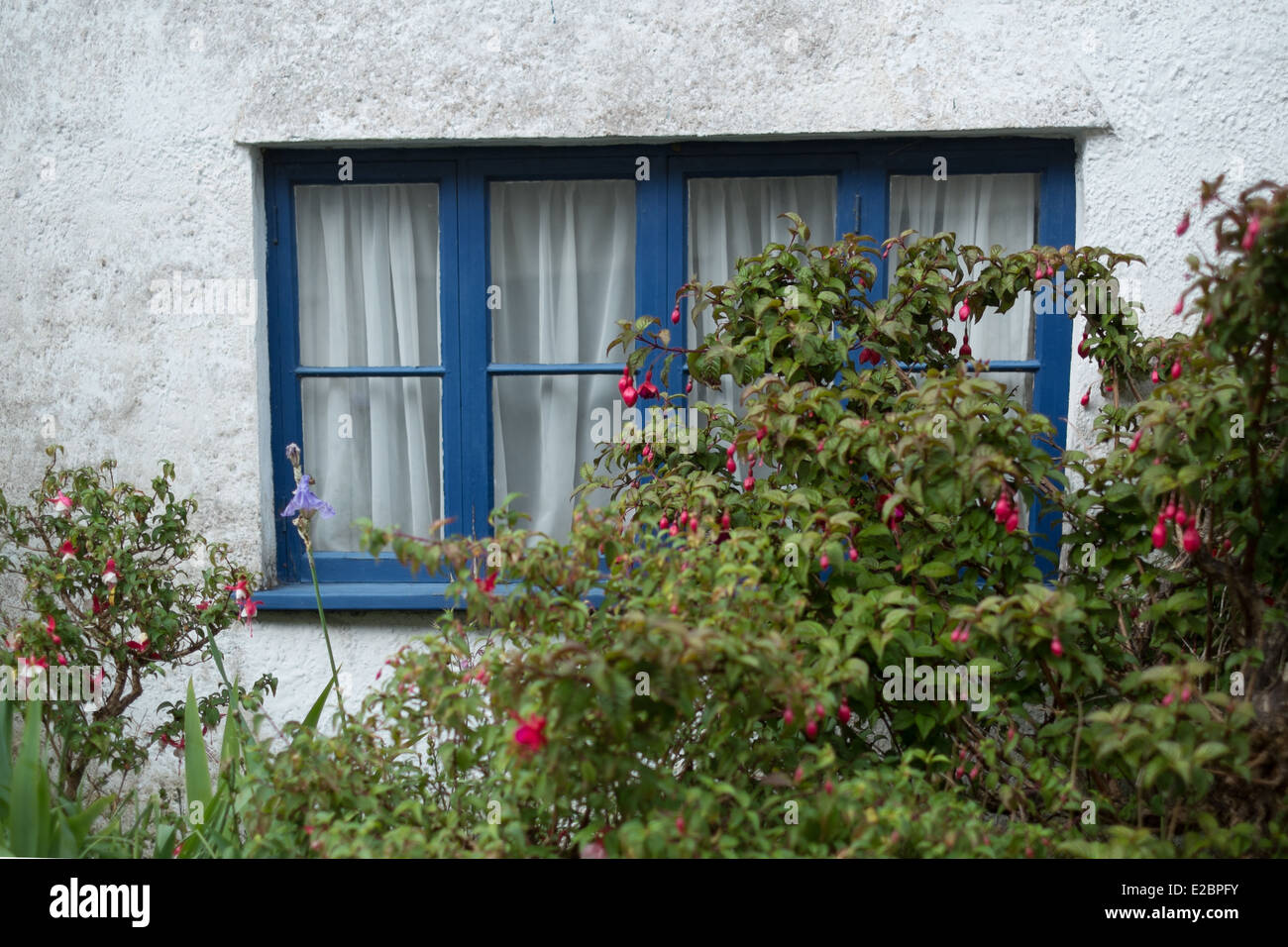 Plants cottage hi-res stock photography and images - Alamy