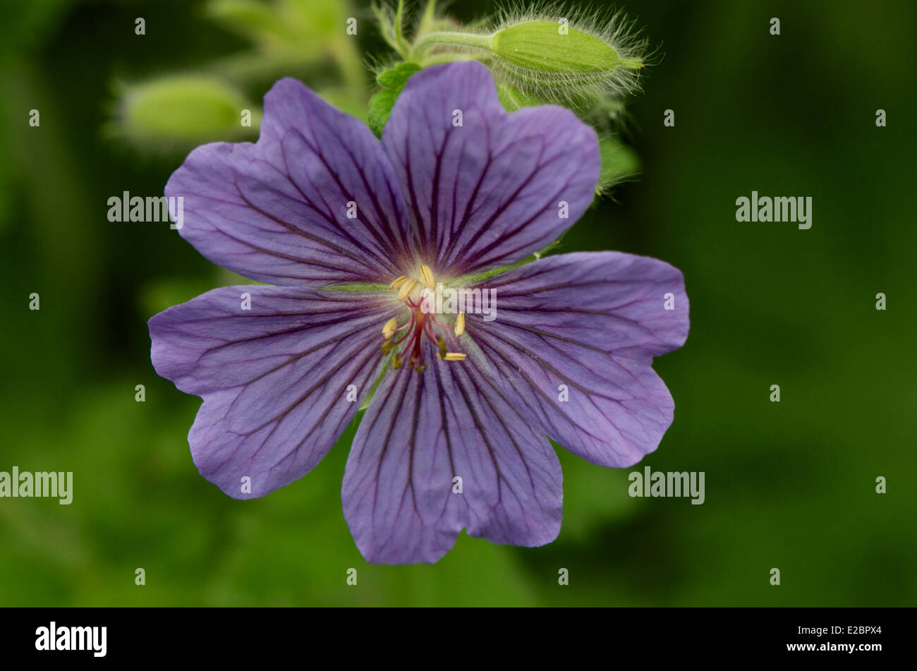 Plant summer perennial geranium hi-res stock photography and images - Alamy