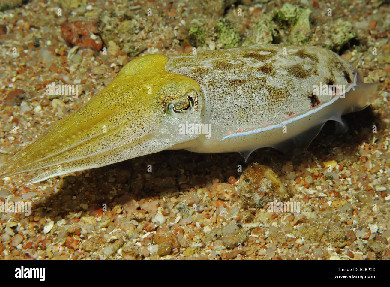 Hooded cuttlefish hi-res stock photography and images - Alamy