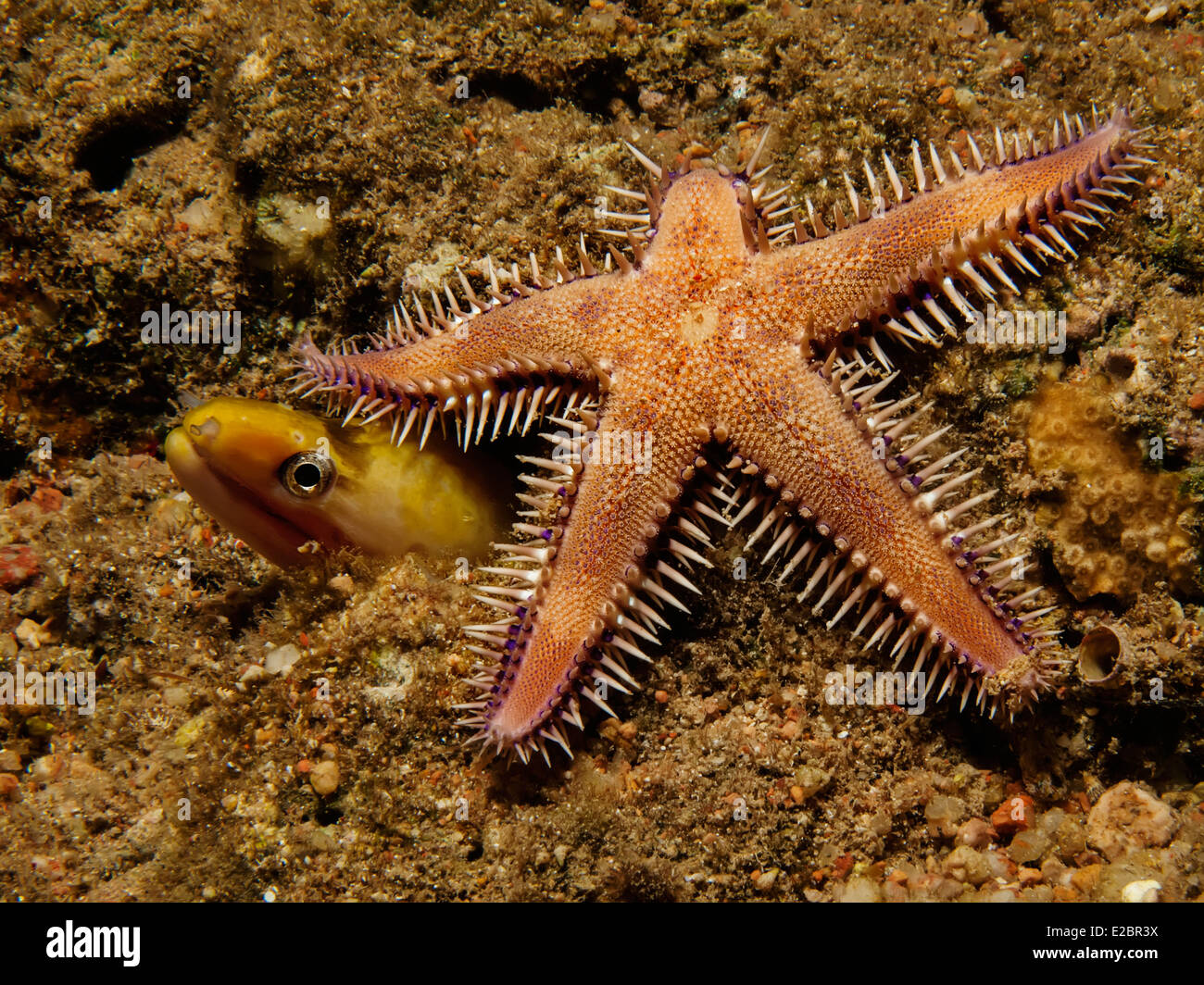 Undulated moray (Gymnothorax undulatus Stock Photo - Alamy