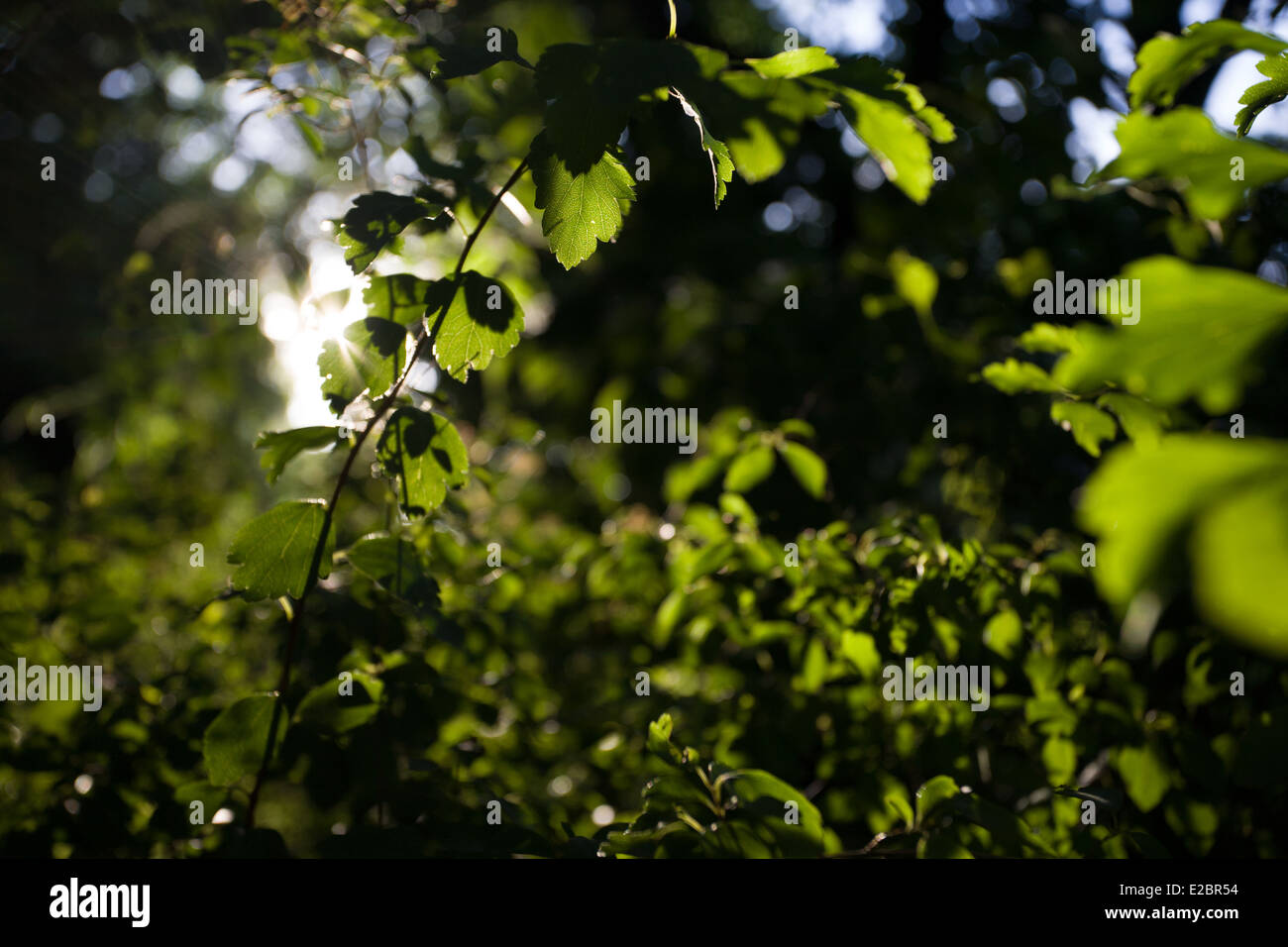 Leaves from a bush in a park are seen against bright sunlight Stock ...