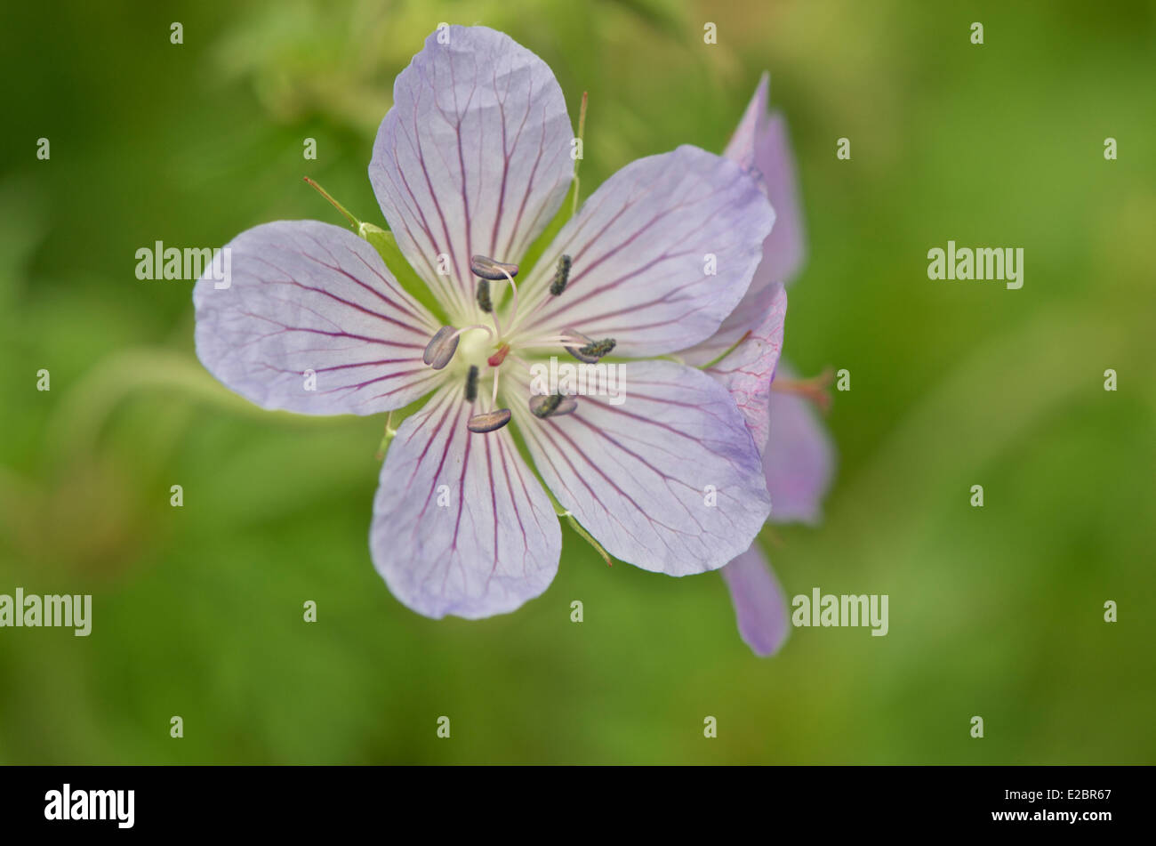 Geranium Blue Cloud Stock Photo - Alamy