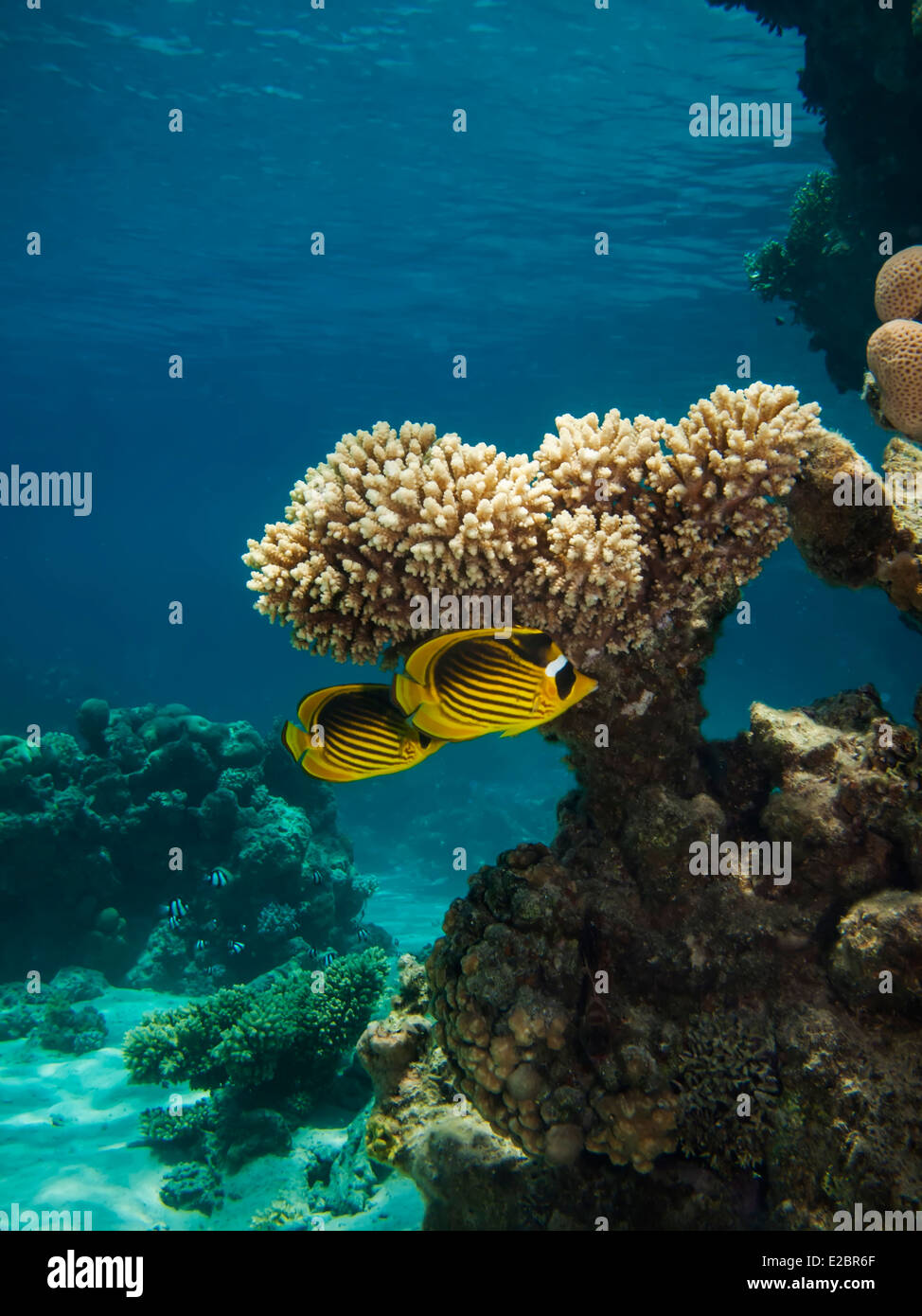 Red Sea Raccoon Butterflyfish (Chaetodon fasciatus Stock Photo - Alamy