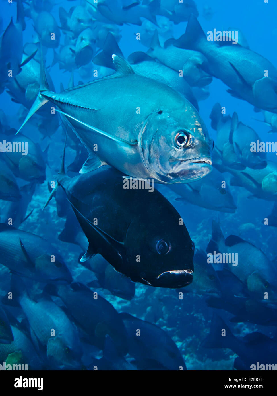 Giant Trevally (Caranx ignoblis). Taken in Red Sea, Egypt Stock Photo ...