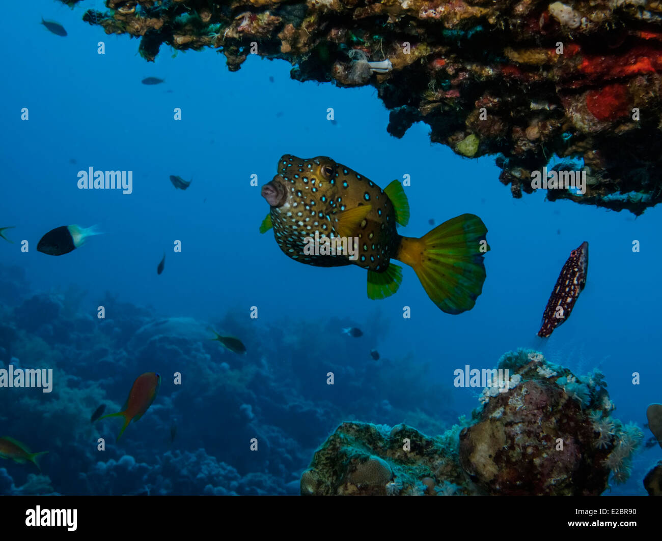 Yellow boxfish ( Ostracion cubicus) Taken in Red Sea, Egypt Stock Photo ...