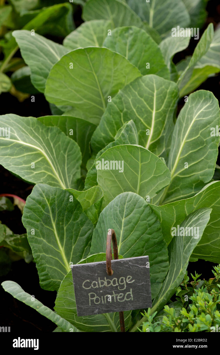 Pointed green cabbage growing in a vegetable bed Stock Photo - Alamy
