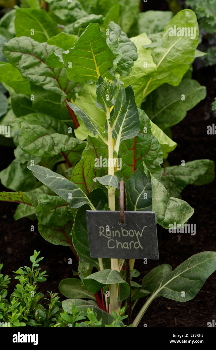 Growing rainbow hi-res stock photography and images - Alamy