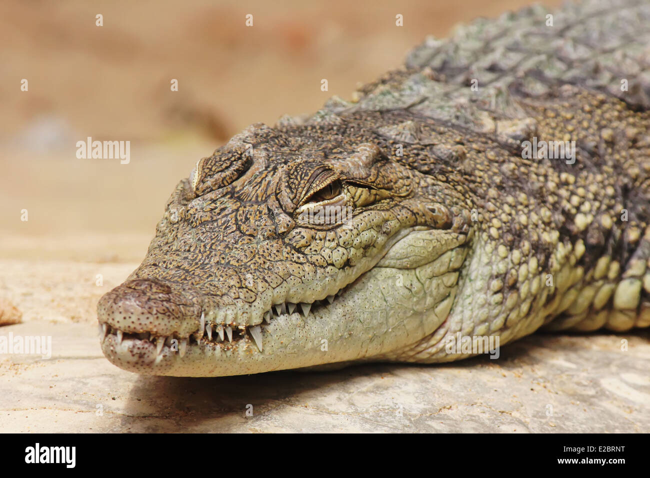 Head of a Crocodile Stock Photo - Alamy