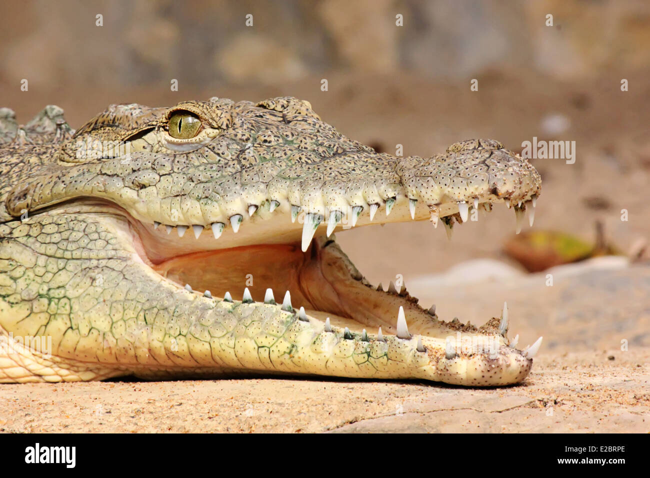 Head of a Crocodile Stock Photo - Alamy