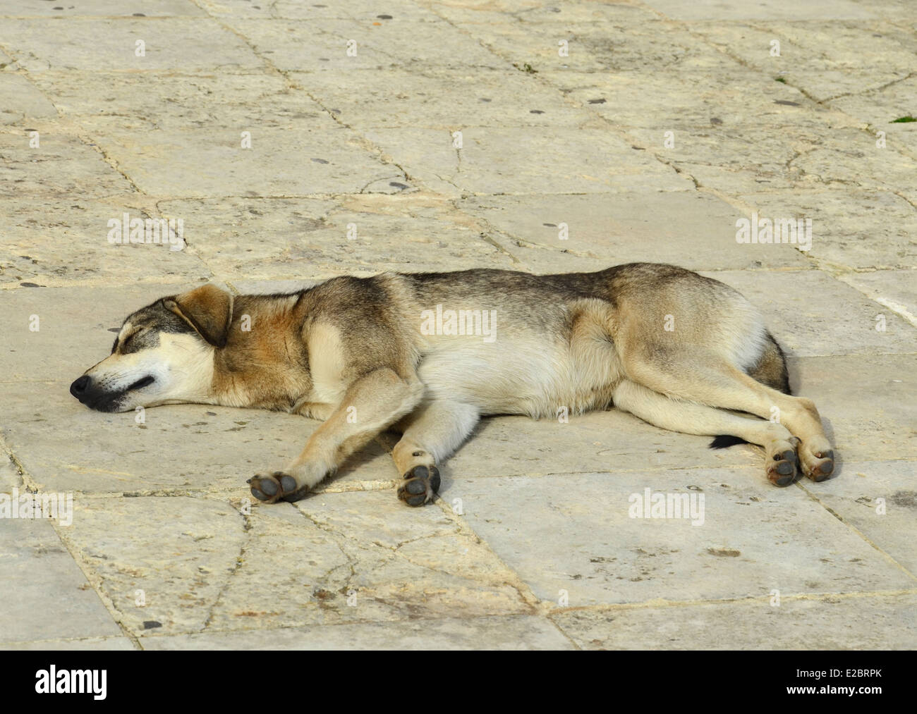 Dog vagrant hi-res stock photography and images - Alamy