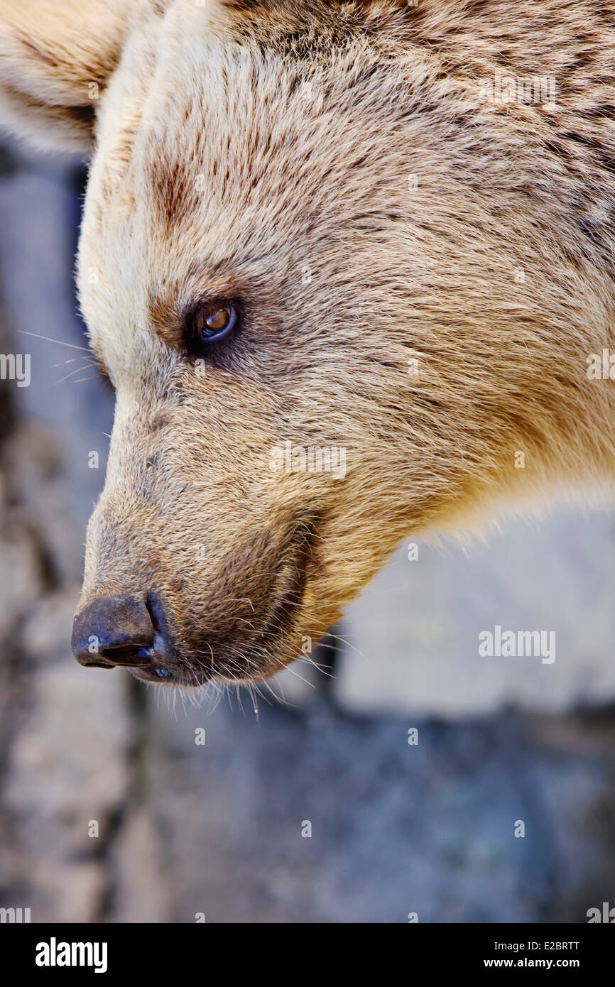 Yellowstone grizzly bear close up hi-res stock photography and images ...