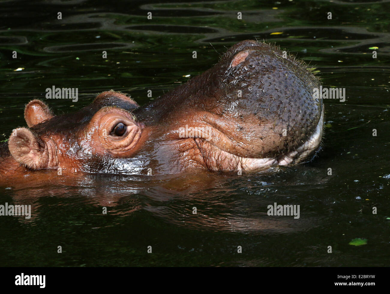 Friendly Hippo (Hippopotamus amphibius) close-up of head and muzzle ...