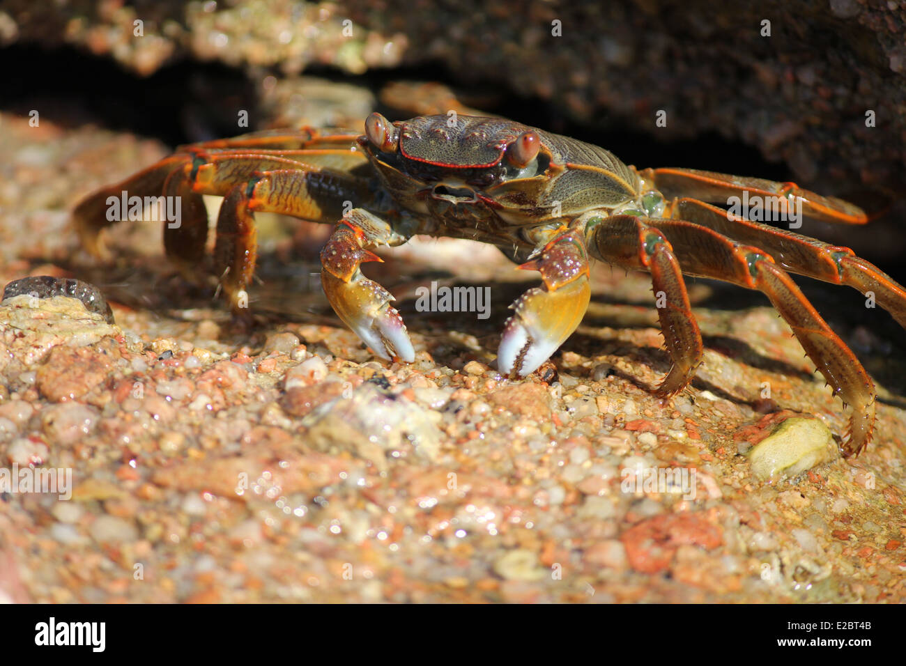 Common Shore Crab Stock Photo - Alamy