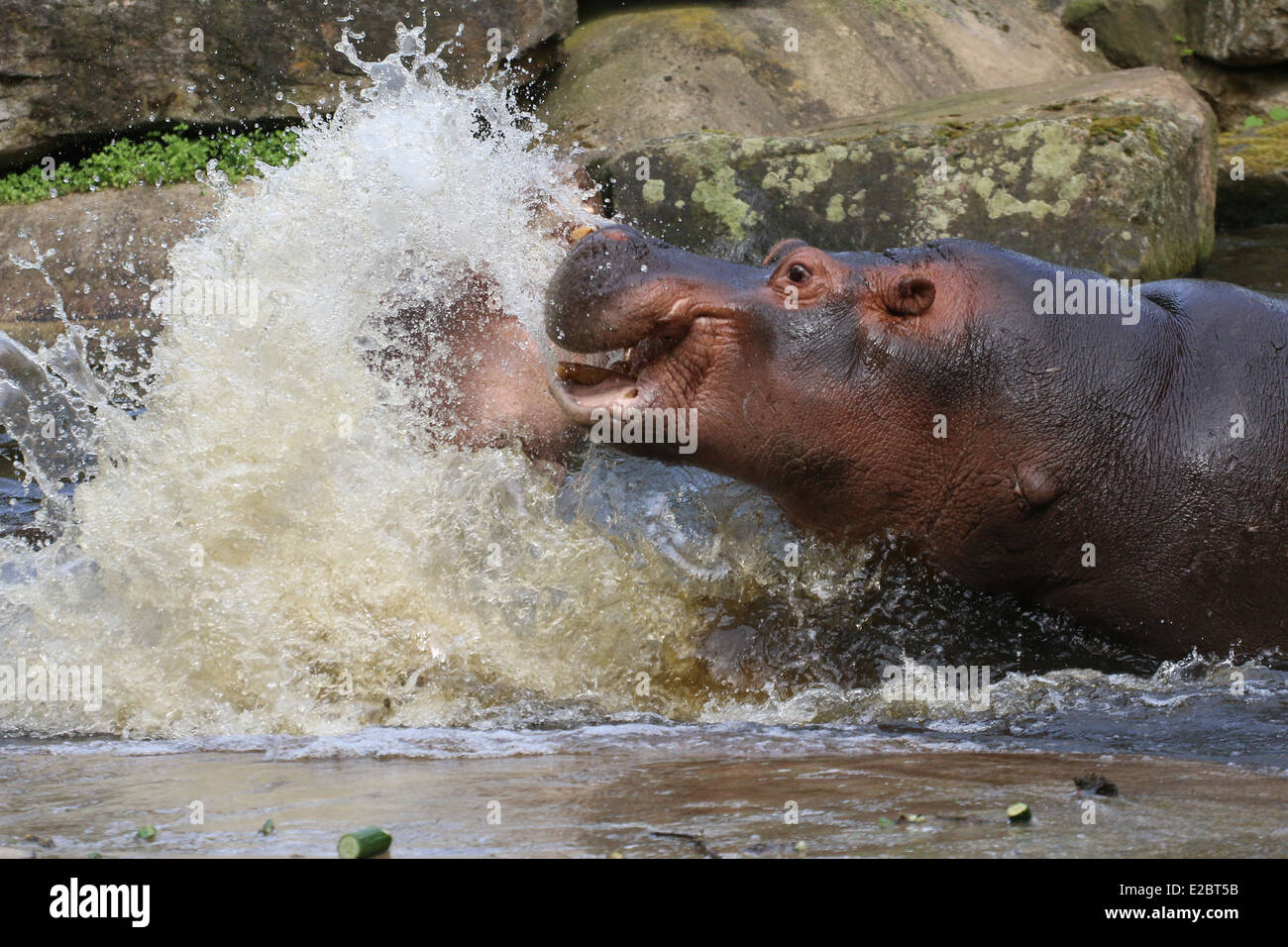 Two hippo fighting hippopotamus amphibius hi-res stock photography and ...