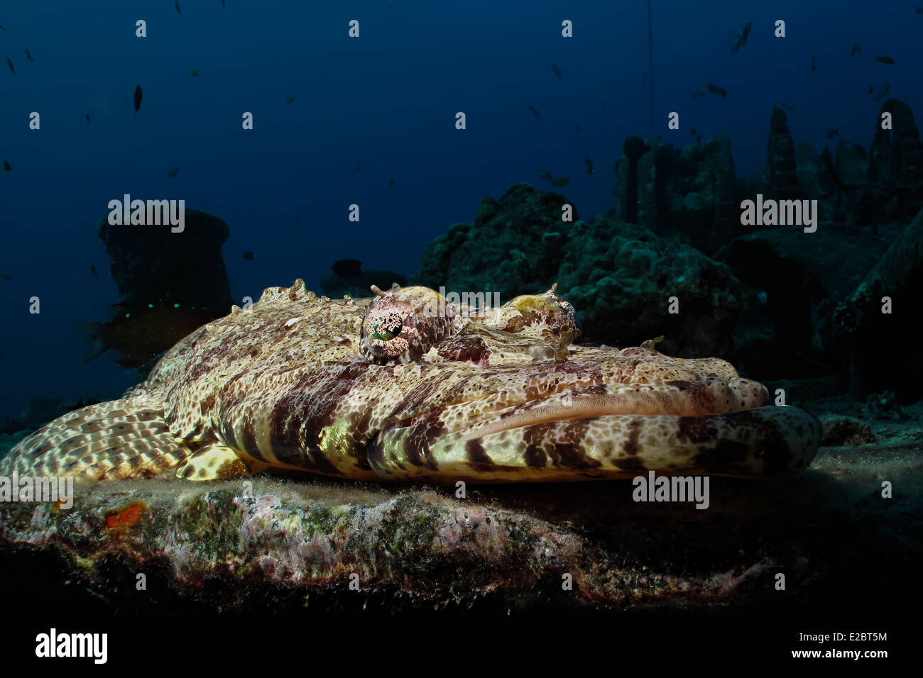 Indian ocean crocodilefish (papilloculiceps longiceps Stock Photo - Alamy