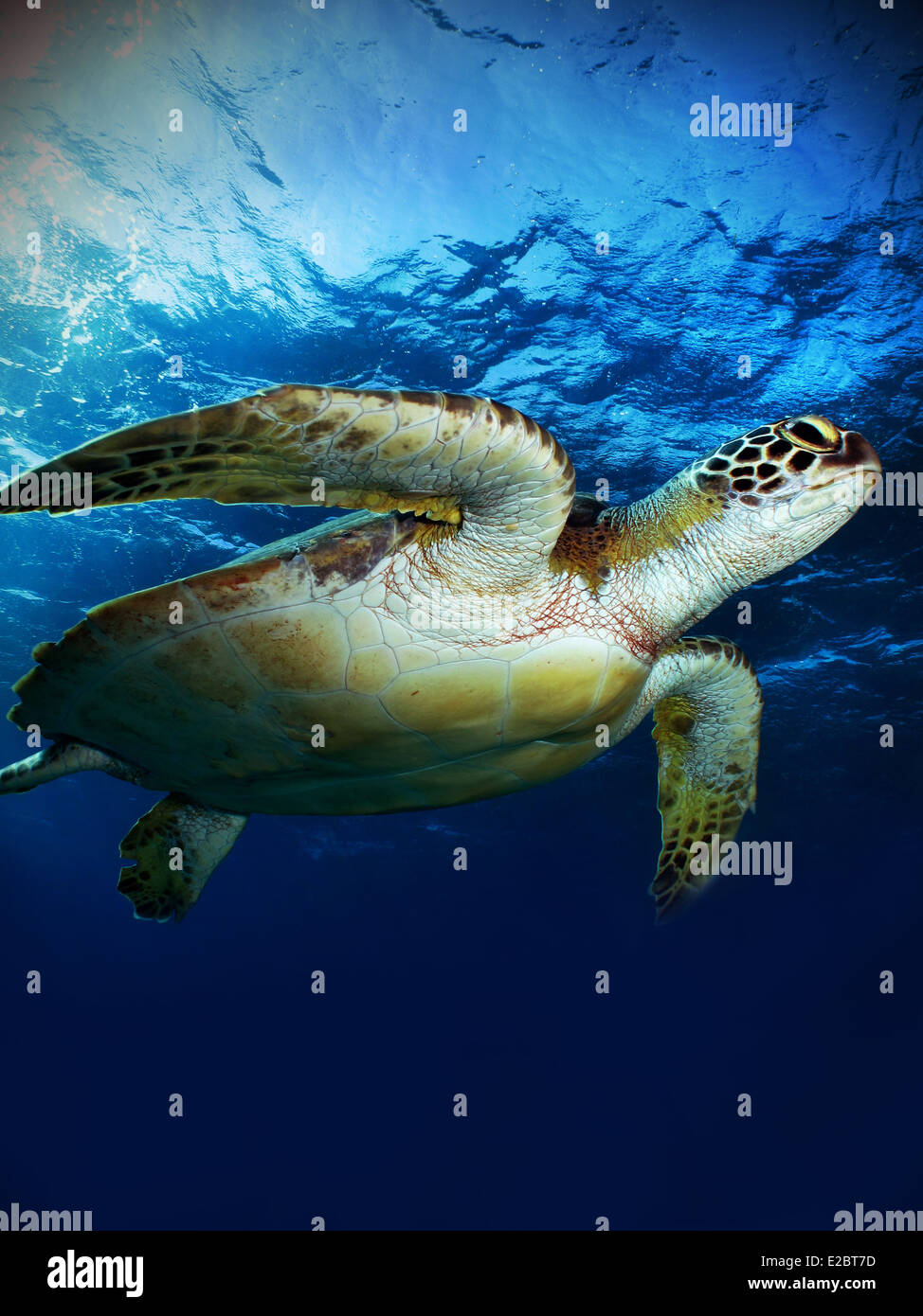 Green sea turtle. (Chelonia mydas Stock Photo - Alamy