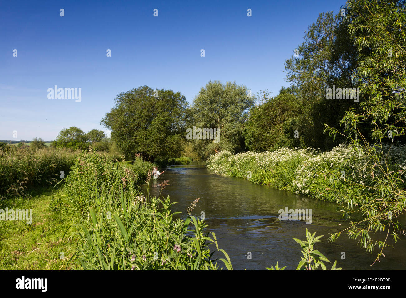 Trout fishing, River Wylye, Wiltshire, England Stock Photo - Alamy