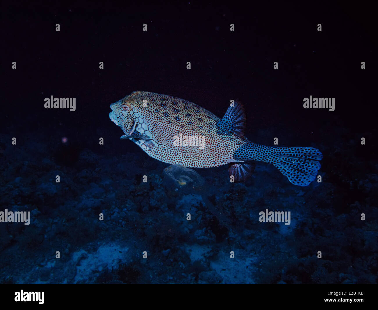 Yellow boxfish ( Ostracion cubicus) Taken in Red Sea, Egypt Stock Photo ...