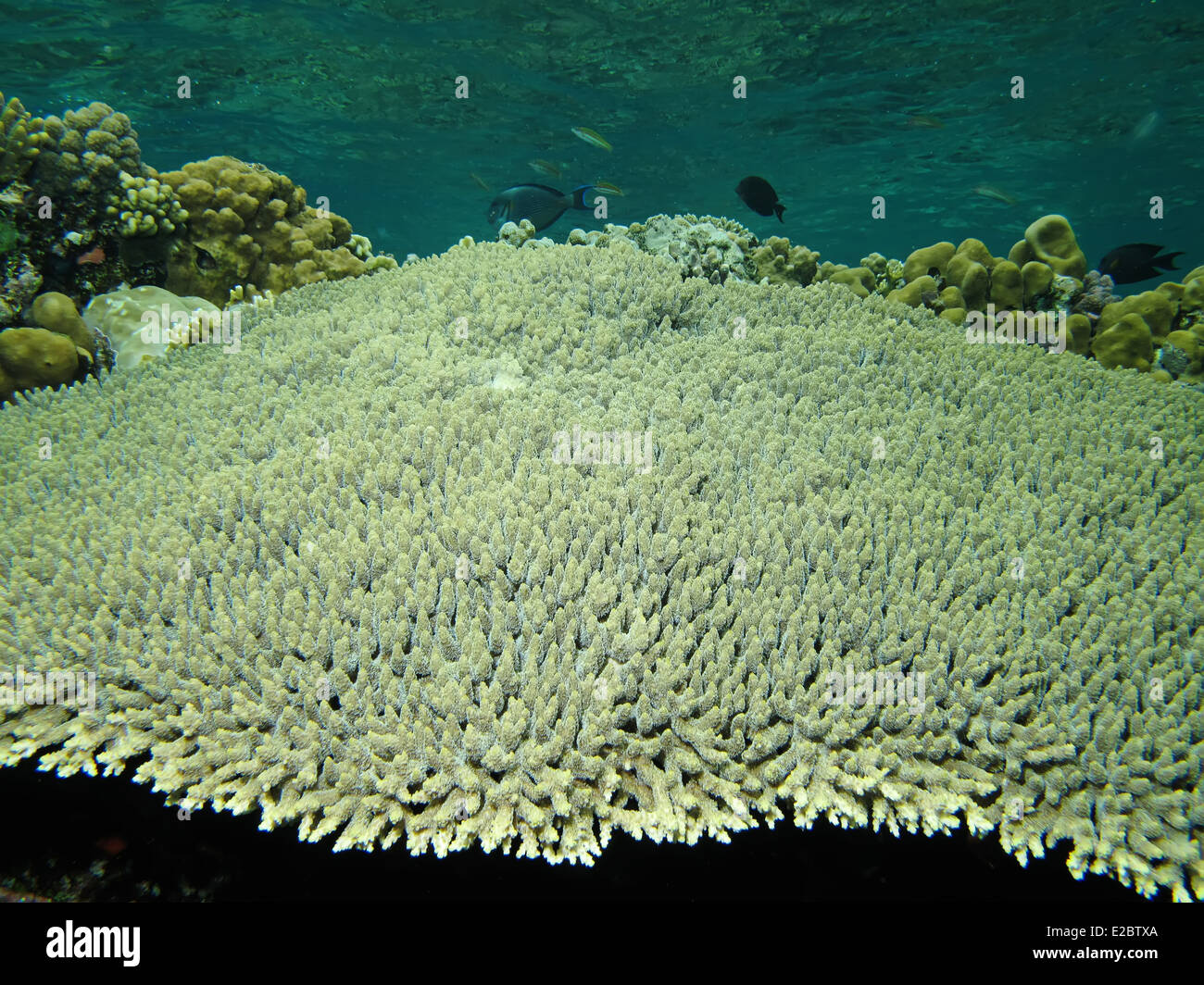 Table coral (Acropora Pharaonis Stock Photo - Alamy